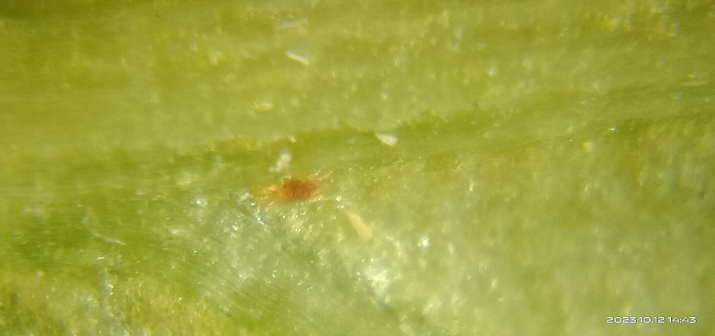 Flat mites from 830台灣高雄市鳳山區 on October 12, 2023 at 02:43 PM by 余世文 ...