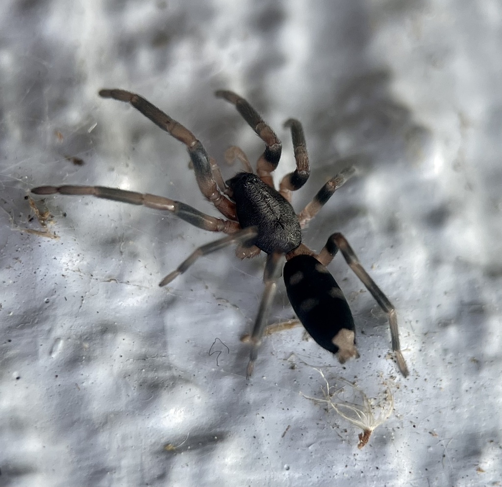 White-tailed Spiders from Boundary Tk E, Frankston South, VIC, AU on ...
