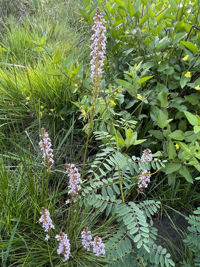 Grass Triggerplant in October 2023 by suecee · iNaturalist