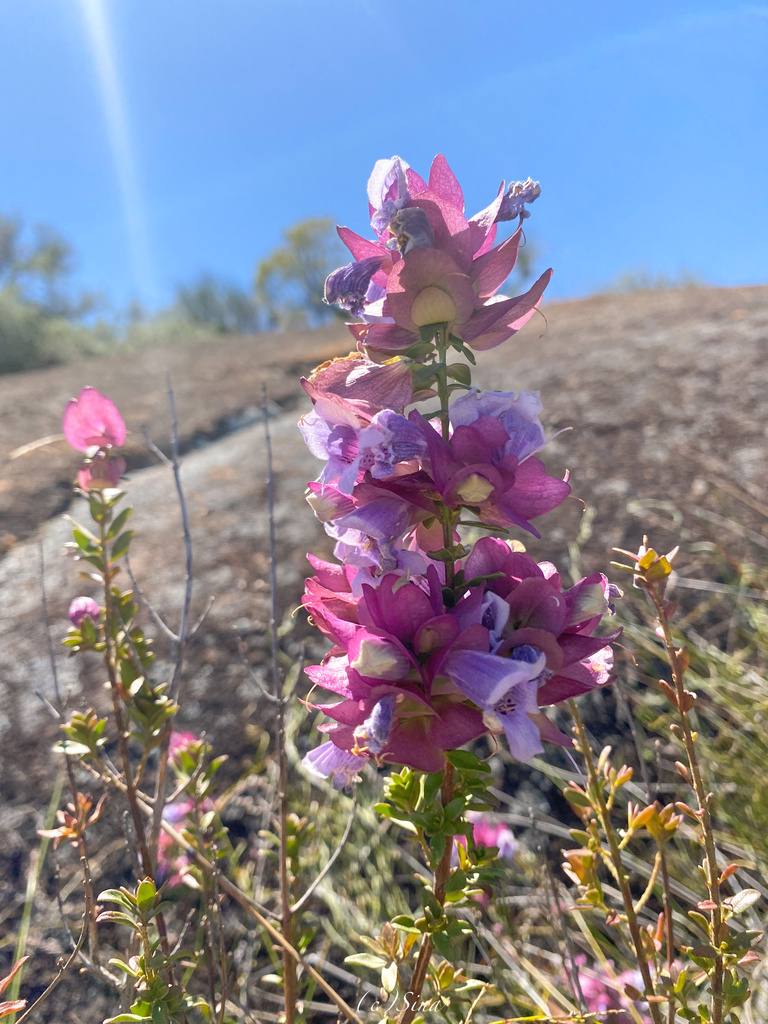 Magnificent Mint-bush in October 2023 by Ursina Gringer · iNaturalist