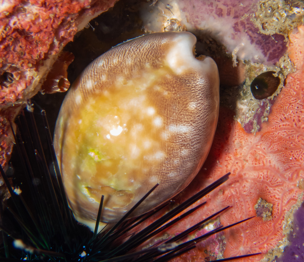 Calf Cowry from Hin Pee Wee, Ko Tao, Surat Thani, Thailand on October ...