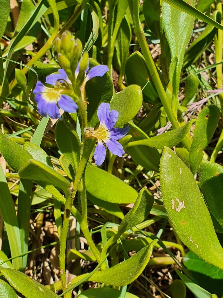 dune fan-flower from Champagne Pools, K'gari, Qld on October 12, 2023 at 11:48 AM by Ed Parker ...