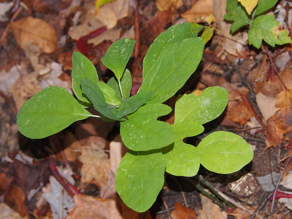 sassafras from Spears Rd aside Gregory State Game Area East on October ...