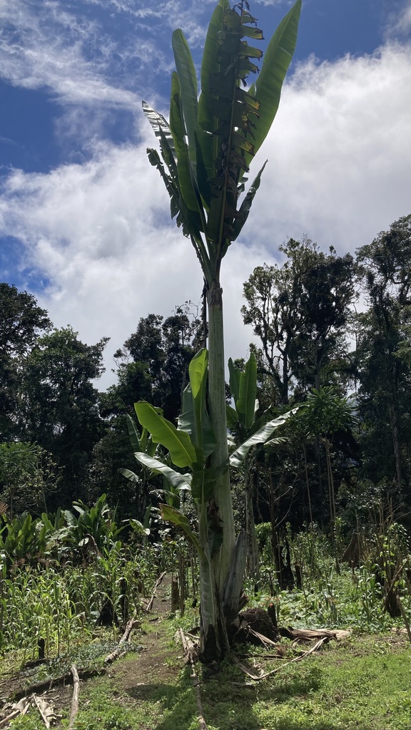 Musa ingens from Menyambouw, Pegunungan Arfak, West Papua, ID on ...