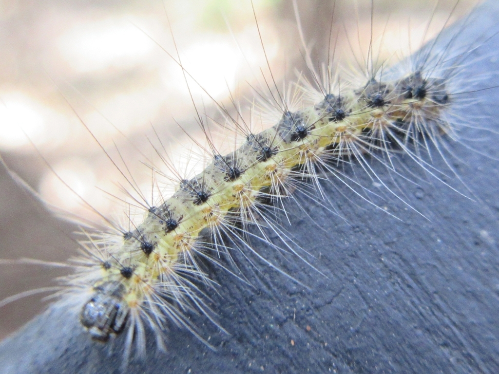 Fall Webworm Moth from 흑성산 on October 12, 2023 by onidiras-iNaturalist ...