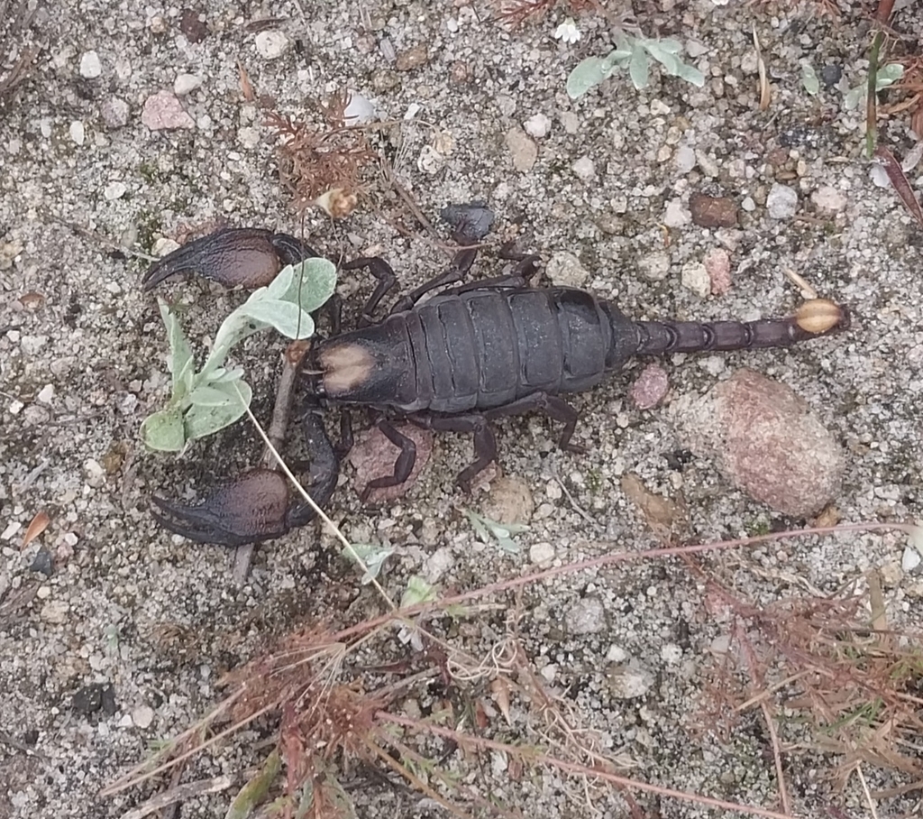 Southern African Burrowing Scorpions from Stellenbosch Municipality ...