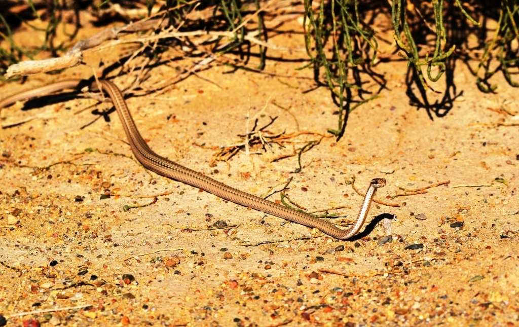 Steppe Ribbon Racer from Aydarly, Kazakhstan on October 1, 2023 at 12: ...