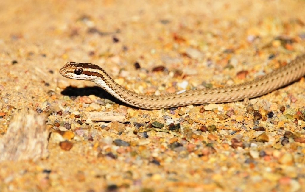 Steppe Ribbon Racer from Aydarly, Kazakhstan on October 1, 2023 at 12: ...