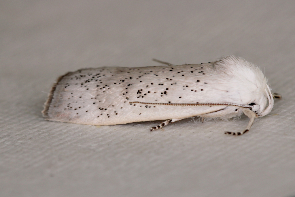 Cryptophasa spilonota from Sydney NSW, Australia on October 11, 2023 at ...