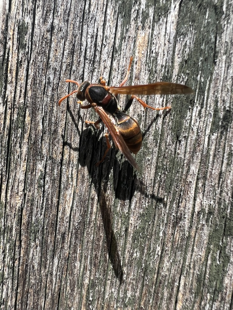 Southern Australian Paper Wasp from May Maxwell Crescent, Gilmore, ACT ...