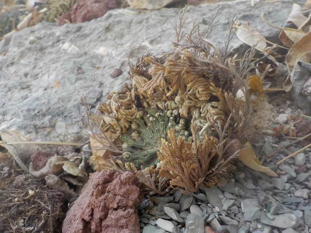 resurrection plant (Selaginella lepidophylla) - Botanical Realm