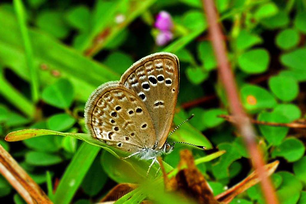 Lesser Grass Blue from Kalamassery, Kochi, Kerala, India on October 12 ...