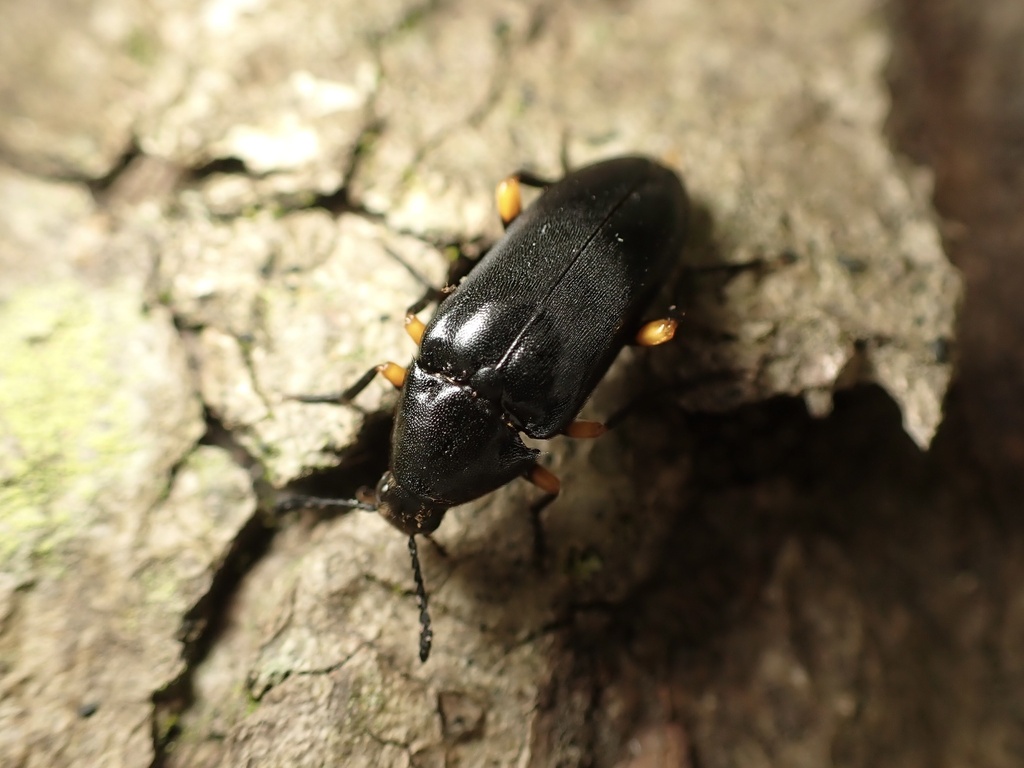 Melandrya incostata from 明見湖公園, 富士吉田市, 山梨県, JP on June 18, 2023 at 02: ...