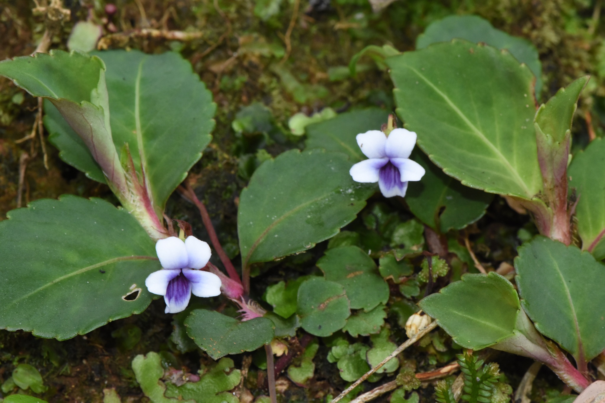 Viola stipularis Sw.