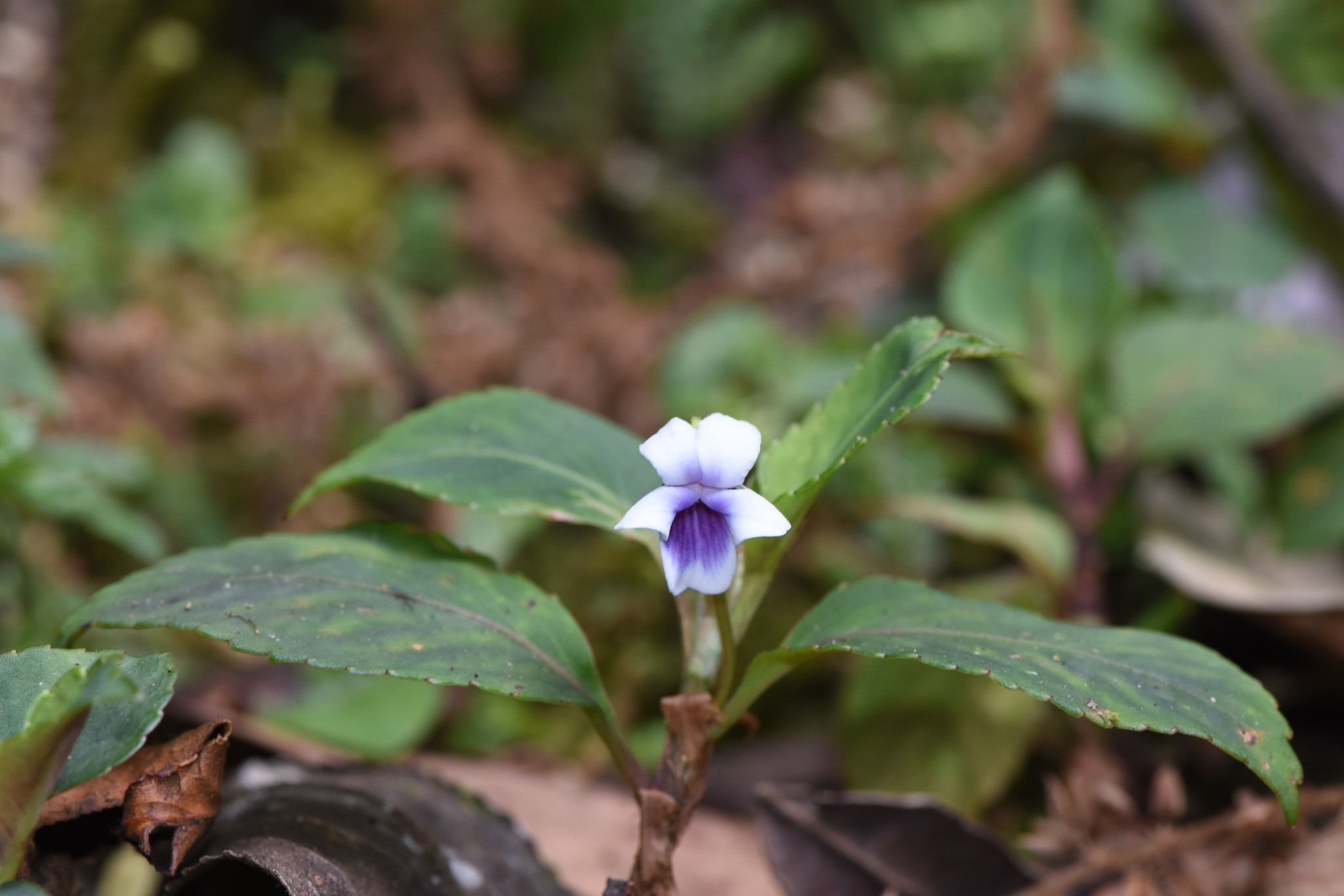Viola stipularis Sw.