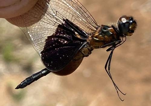 Observations by gerhard_diedericks · iNaturalist