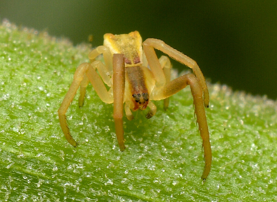 Square-ended Crab Spiders from Makarau, New Zealand on November 28 ...