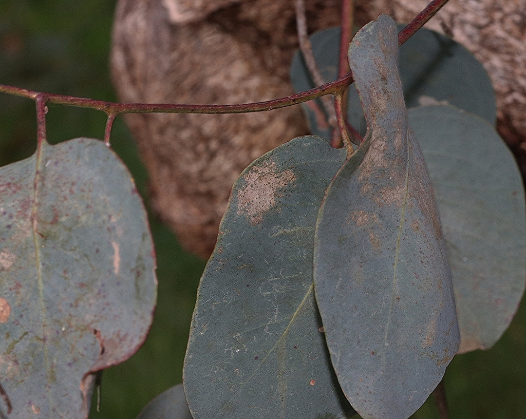 Silver Dollar Gum from Whanregarwen VIC 3714, Australia on September 21 ...