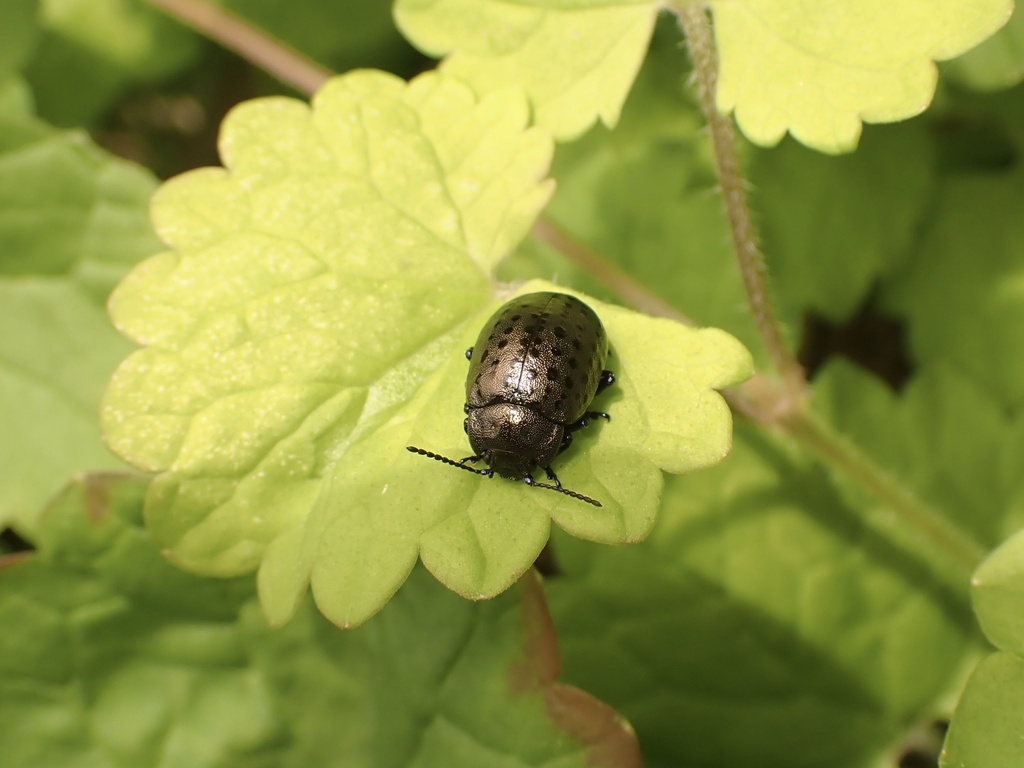 Chrysolina exanthematica exanthematica in June 2023 by sho_sugita ...
