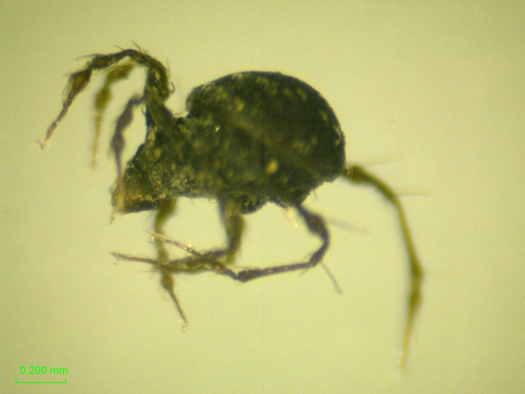 Damaeidae from 605台灣嘉義縣阿里山鄉 on April 25, 2011 at 10:00 AM by 胡正恆 ...