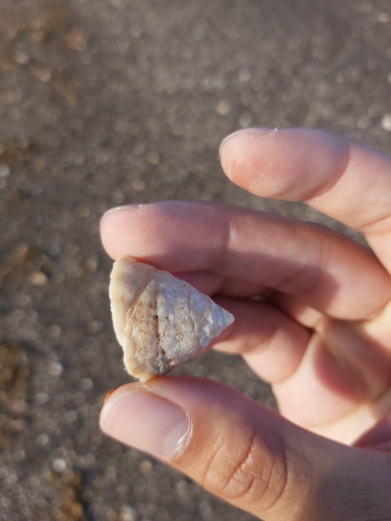 Common Tent Shell from Australia on January 17, 2023 at 06:20 PM by Tim ...