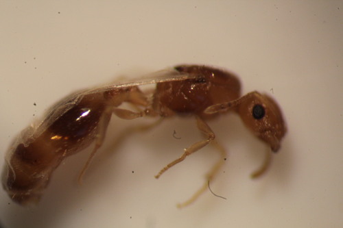 Temnothorax melleus · iNaturalist