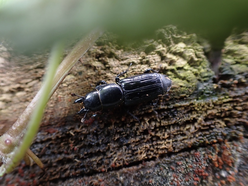 Syntelia histeroides from 明見湖公園, 富士吉田市, 山梨県, JP on August 19, 2020 at ...
