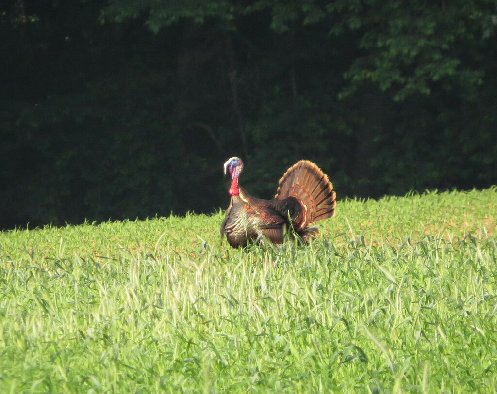 Wild Turkey from Chester County, PA, USA on June 3, 2020 at 07:06 AM by ...