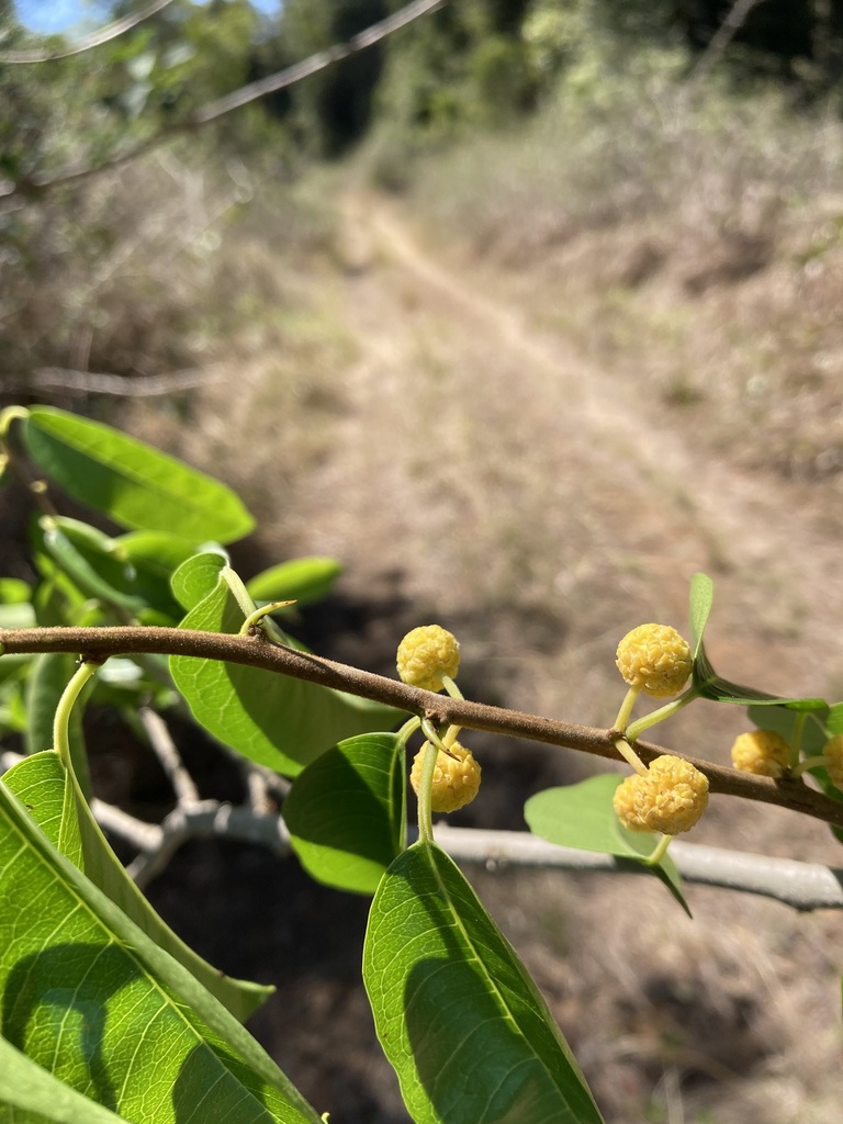Cockspur Thorn from Gindoran QLD 4676, Australia on October 12, 2023 at ...