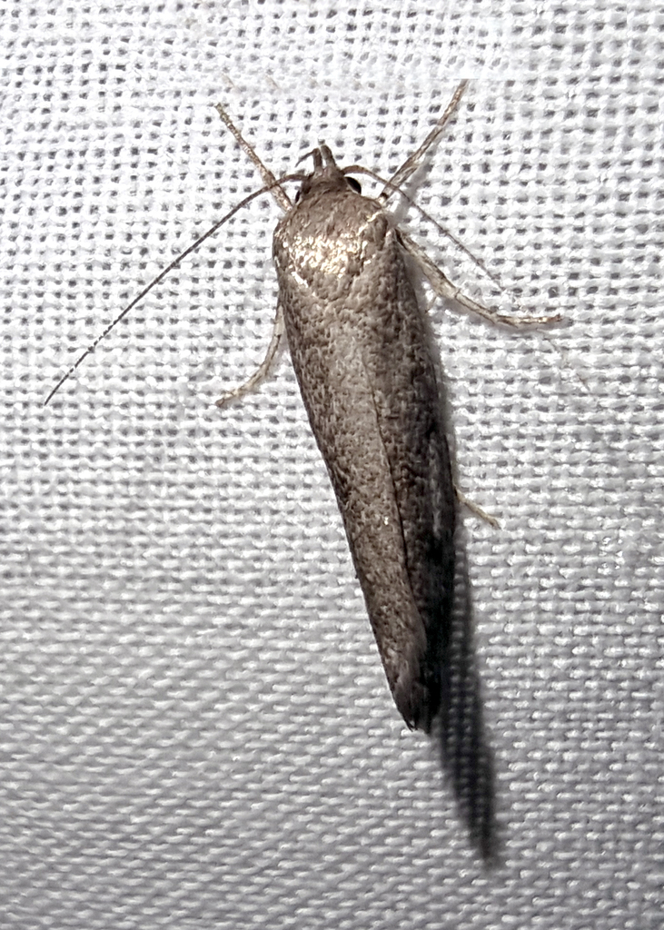 Curved-horn Moths from Pinnaroo SA 5304, Australia on October 6, 2023 ...