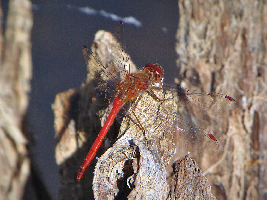 Autumn Meadowhawk from Lansdowne - Baltimore Highlands, Baltimore, MD ...