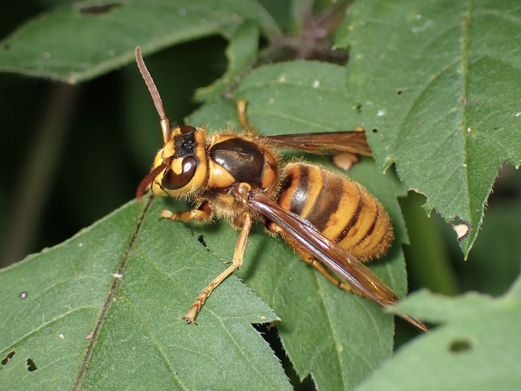 Japanese yellow hornet from 明見湖公園, 富士吉田市, 山梨県, JP on August 18, 2020 at ...
