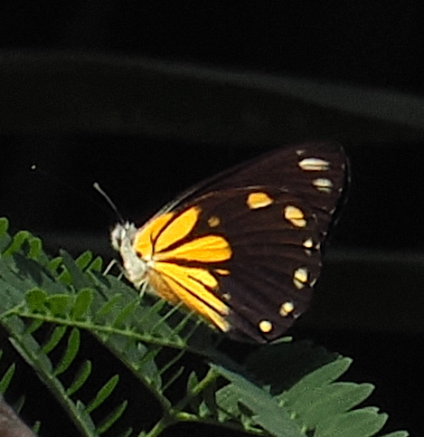 Caper White from Pantar, Alor Regency, East Nusa Tenggara, Indonesia on ...