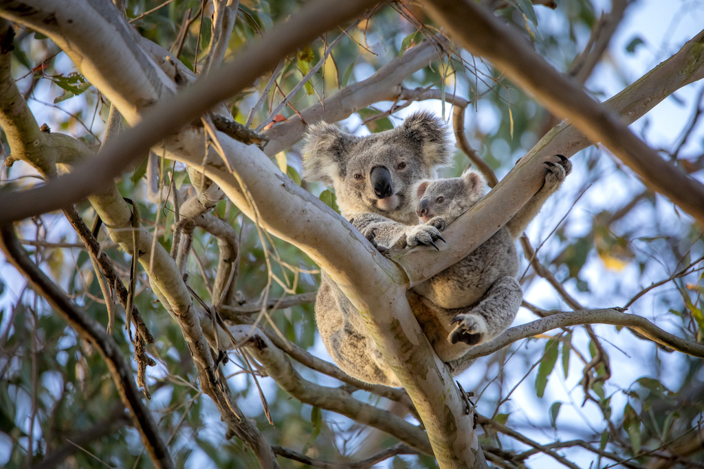 Koala from Geham, QLD, AU on October 12, 2023 at 05:32 PM by janclewett ...