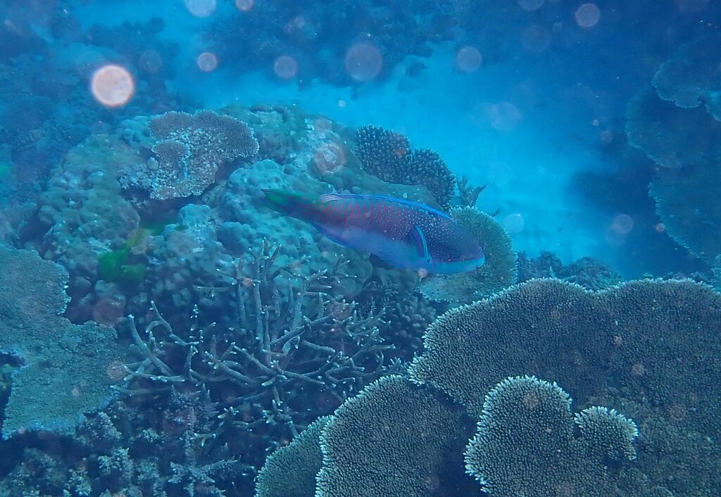 Violetline Parrotfish from Saxon Reef, QLD, Australia on August 11 ...