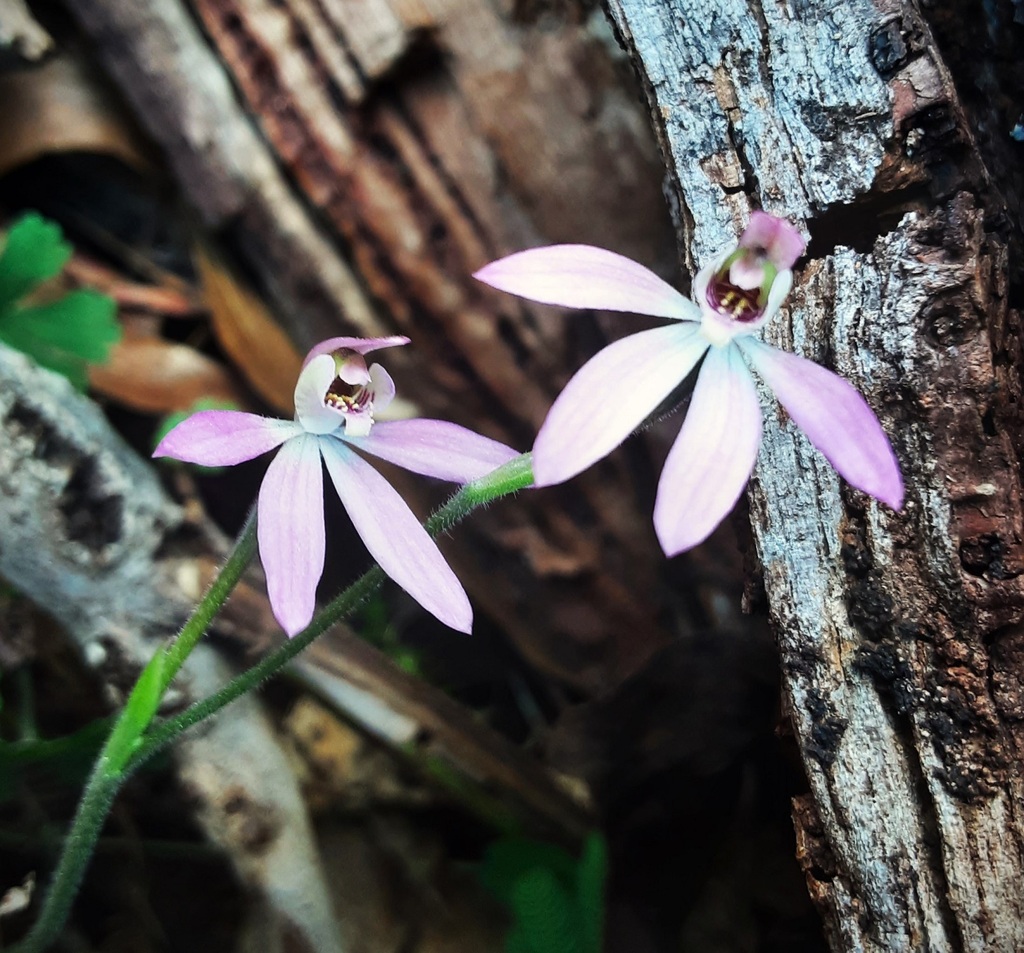 Pink Lady Fingers in October 2023 by Chris Jonkers · iNaturalist