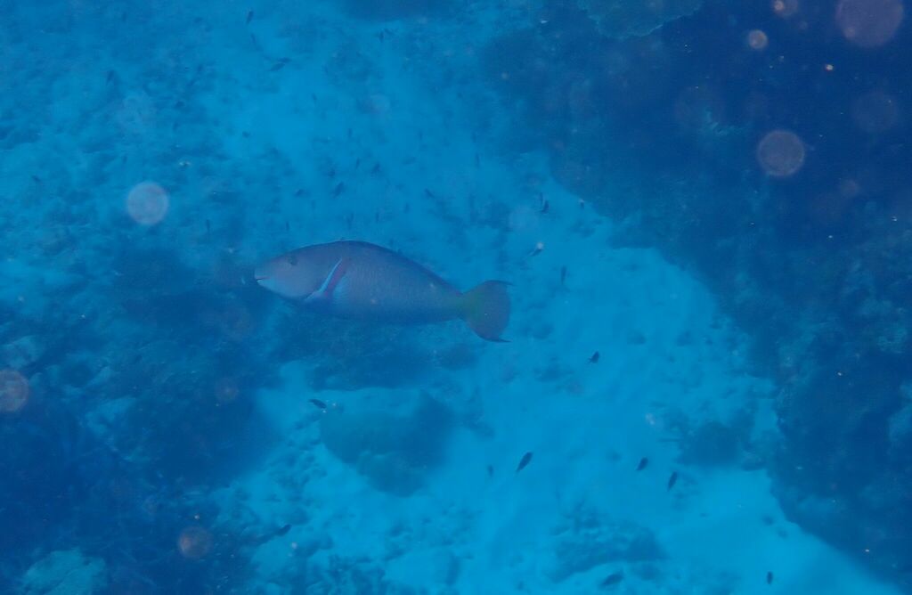 Pacific Longnose Parrotfish from Saxon Reef, QLD, Australia on August ...