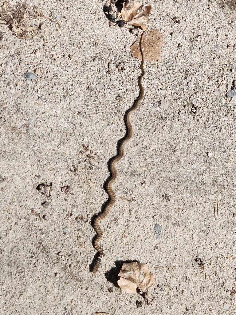 Red Coachwhip from Dyer, NV 89010, USA on October 3, 2023 at 11:49 AM ...