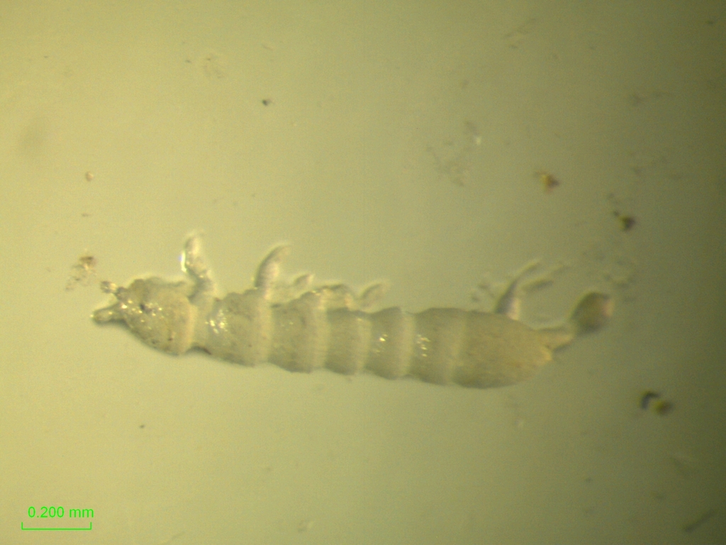 Springtails from 605台灣嘉義縣阿里山鄉 on April 25, 2011 at 11:00 AM by 胡正恆 ...