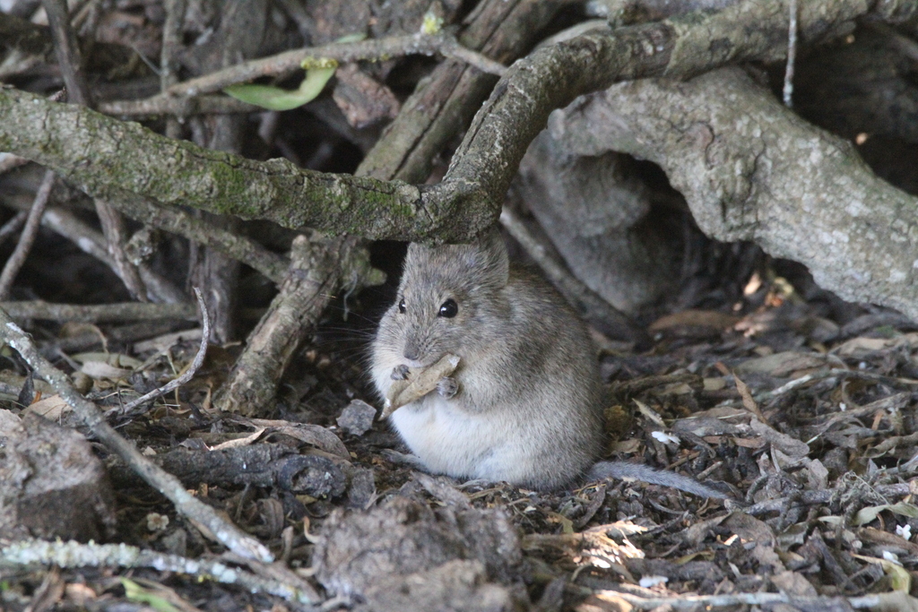 Karoo Vlei Rat from West Coast District Municipality, South Africa on ...