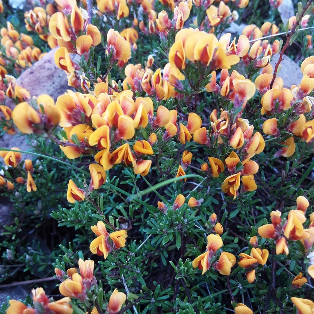 Bush-peas from Gardens of Stone SCA, Lidsdale NSW 2790, Australia on ...