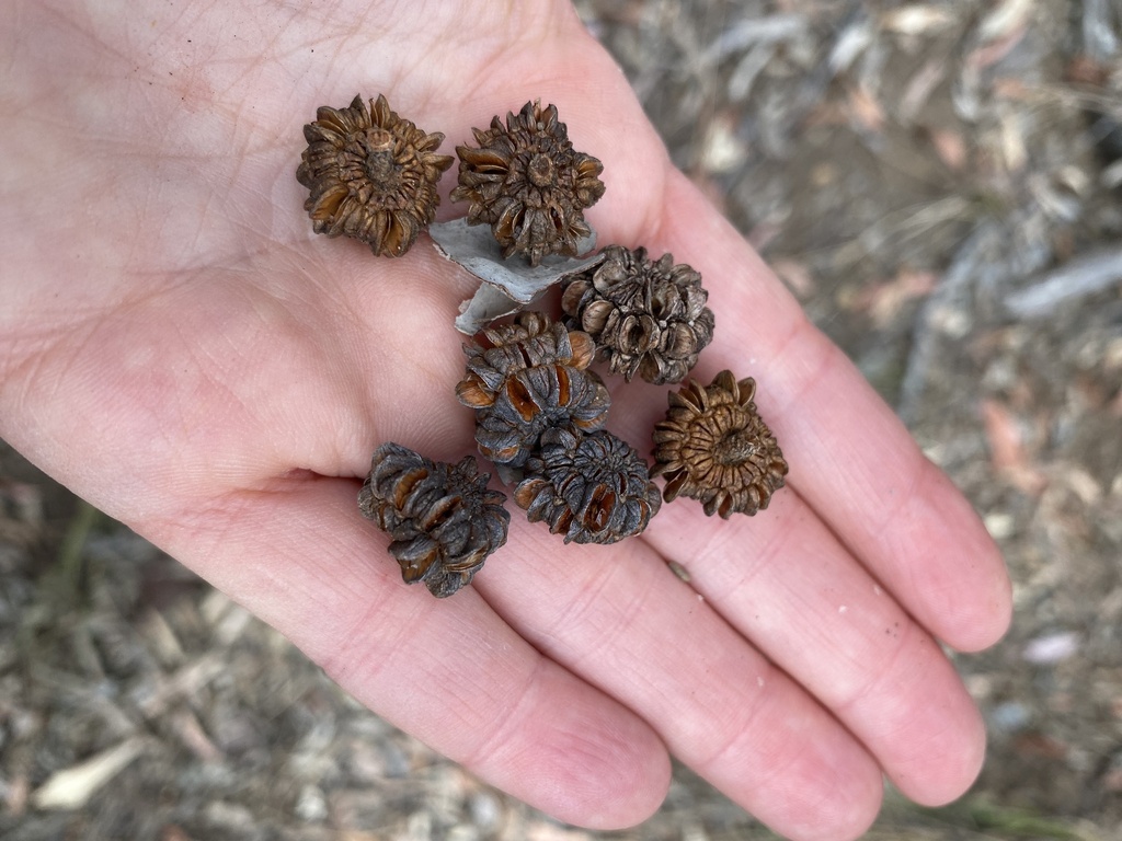 Buloke from Flagstone Creek Conservation Park, Upper Flagstone, QLD, AU ...