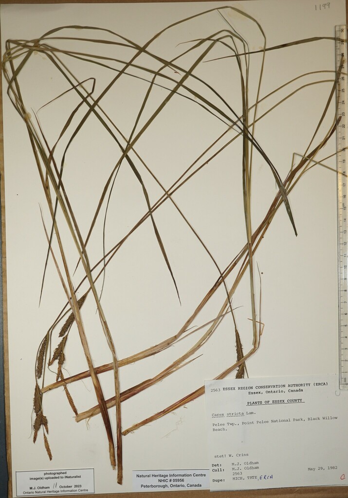 tussock sedge from Canada, Ontario, ESSEX County , Point Pelee National ...