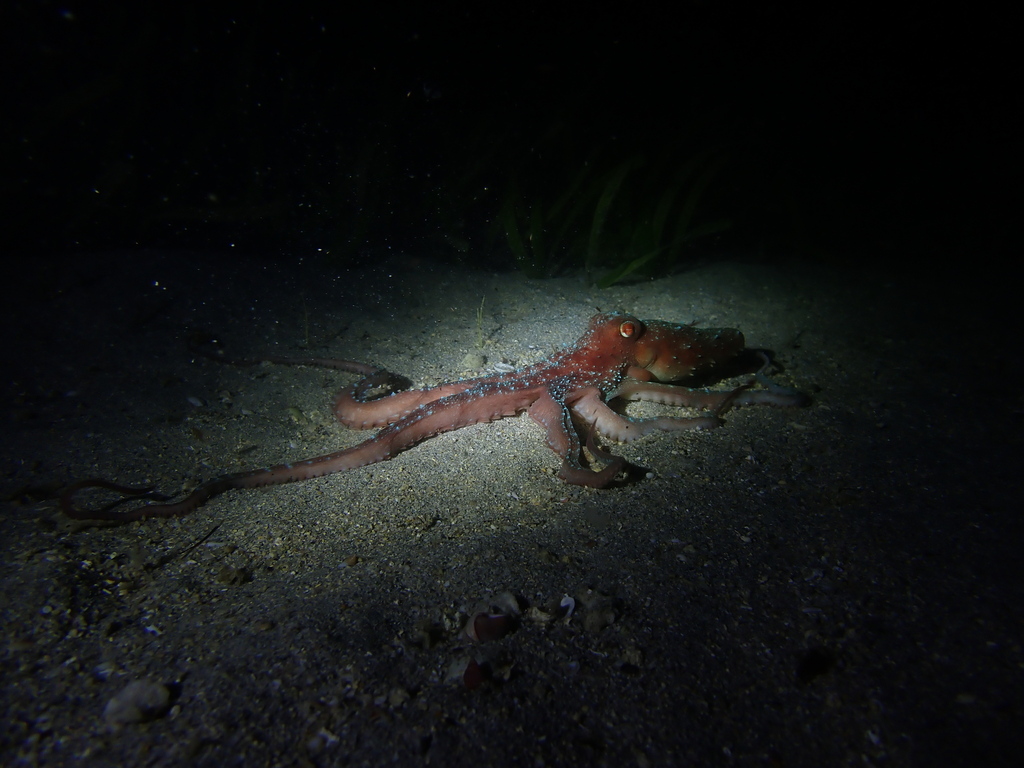 Night Octopuses from Cockburn, WA, Australia on December 10, 2021 at 08 ...