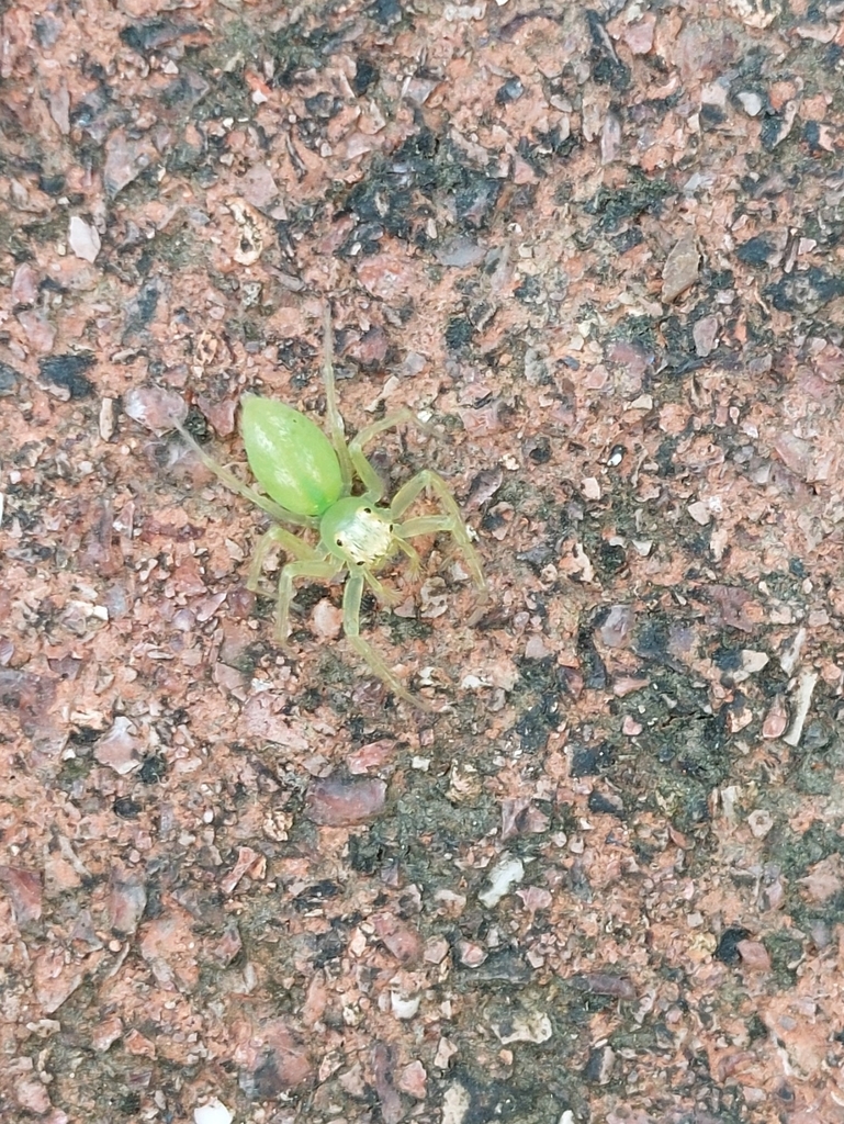 Epeus from Pingtung, TW-TA, TW on October 12, 2023 at 01:26 PM by april ...