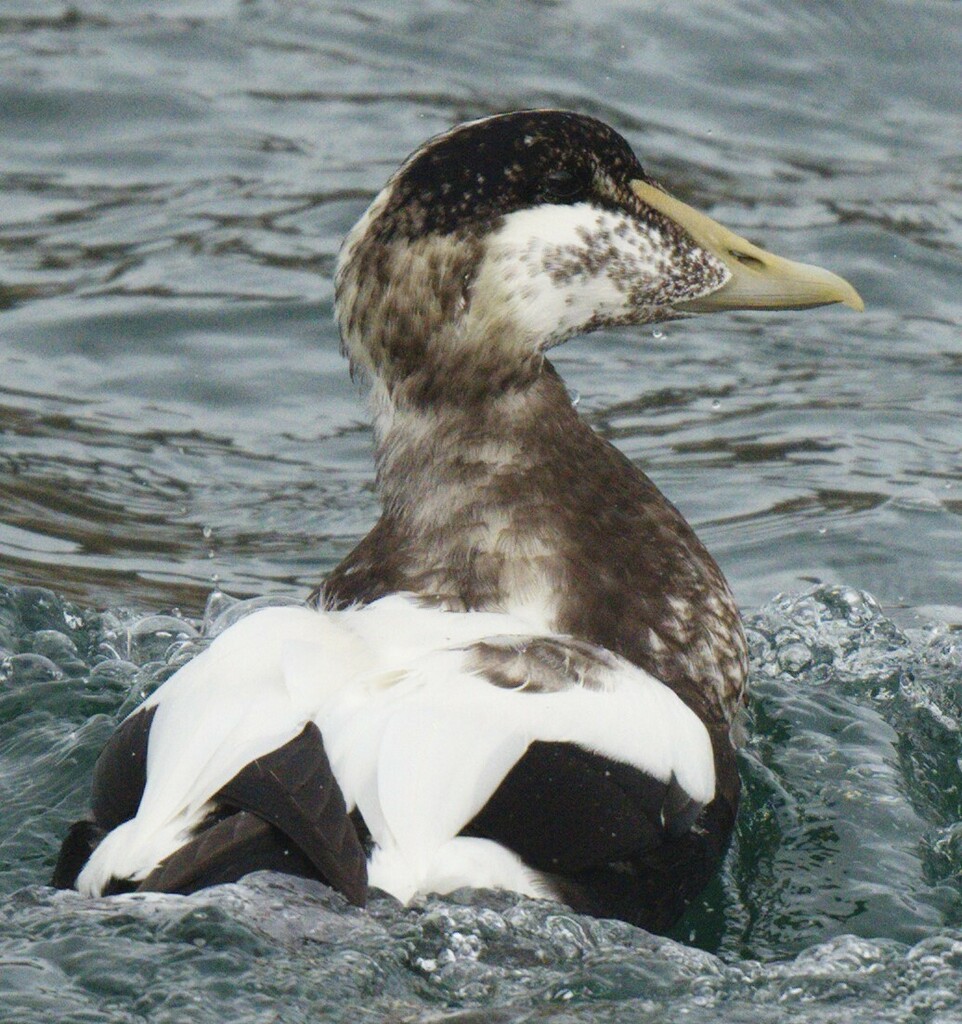 Common Eider from Borgarbyggð, Ισλανδία on October 7, 2023 at 02:53 PM ...