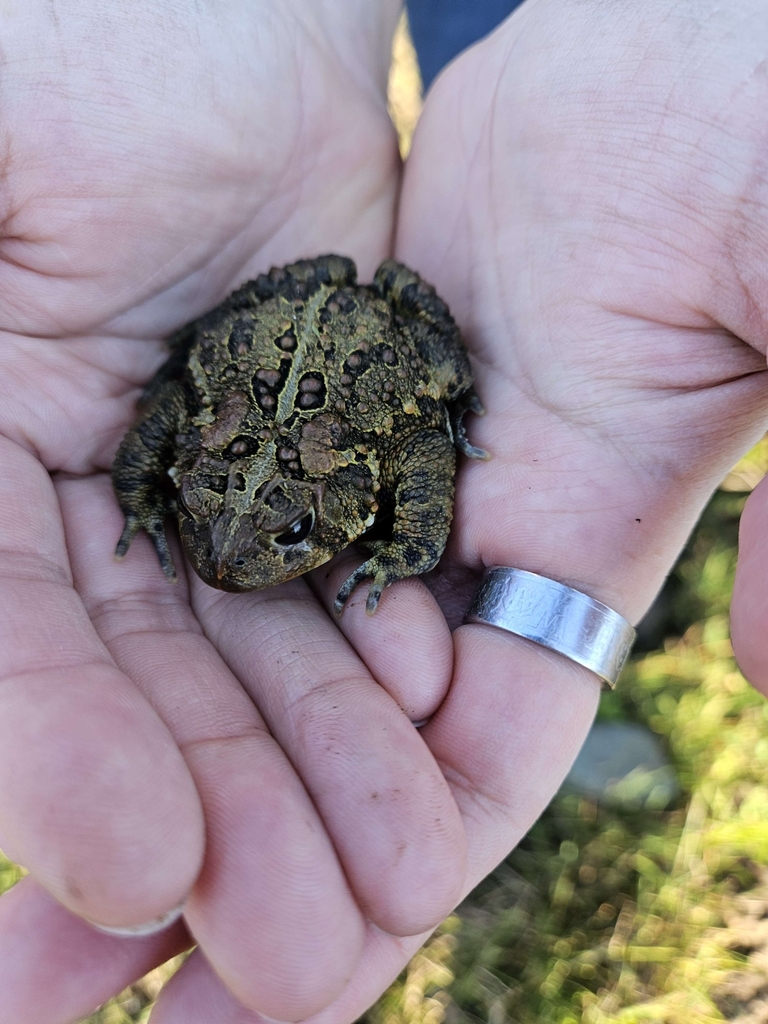 American Toad from Port Morien, NS B1B 1A6, Canada on October 11, 2023 ...
