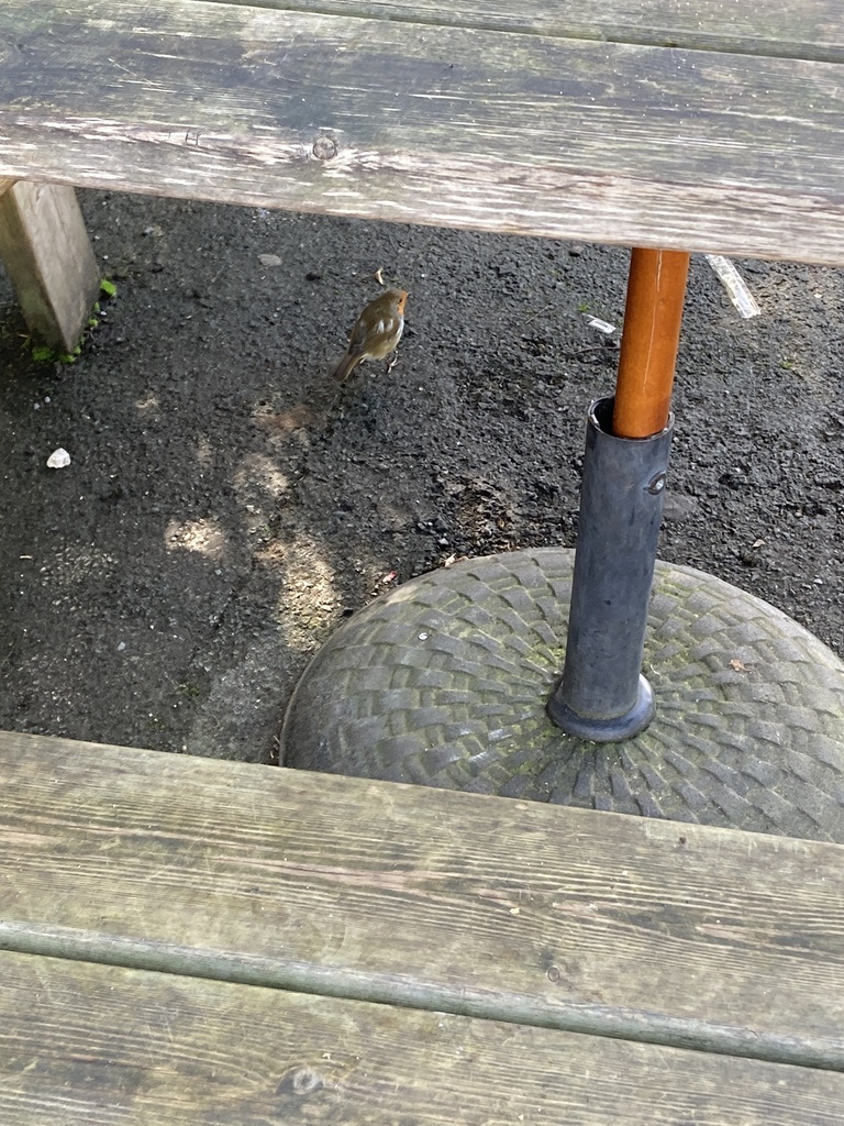 European Robin from Chester Zoo, Cheshire West and Chester, England, GB ...
