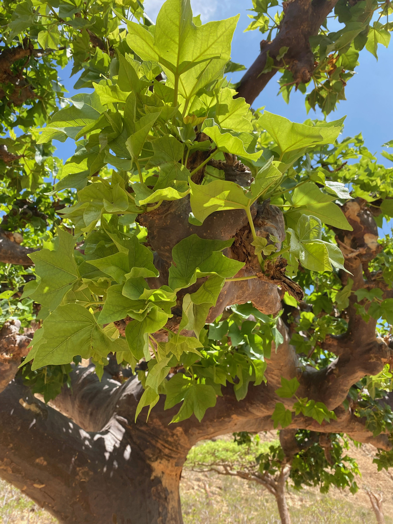 Socotra Star-Chestnut in October 2023 by jhp68. Homhil National Park ...