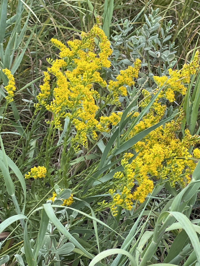 Southern Seaside Goldenrod from Andy Bowie County Park, South Padre ...